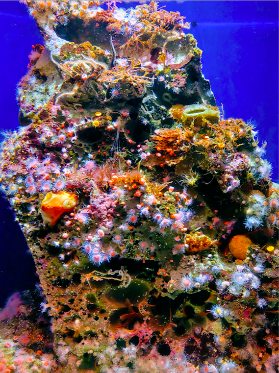 Exhibit2, Monterey Bay – madhuonthego